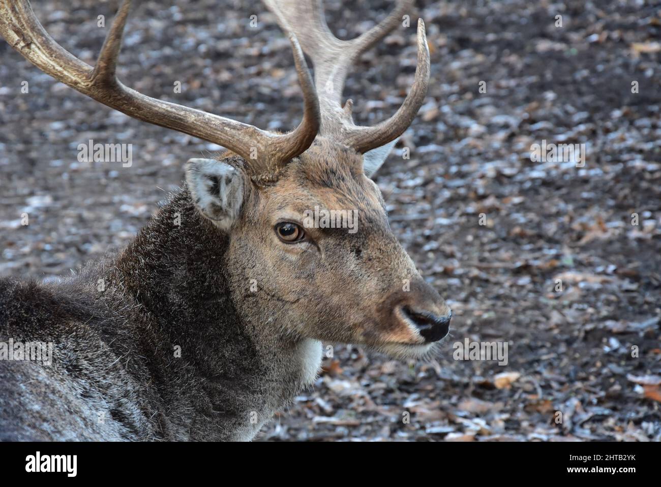 Thorolds hi-res stock photography and images - Alamy