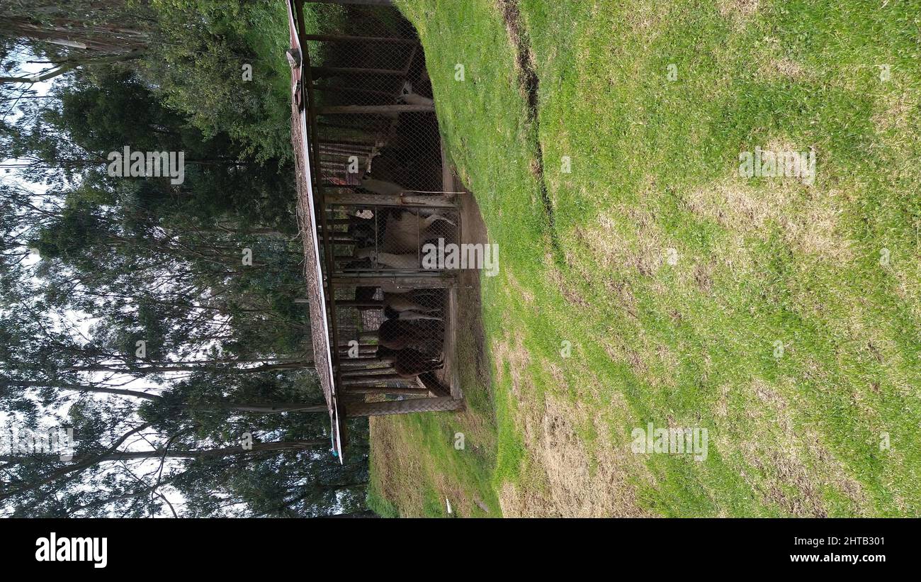 Rural view of animals in Quito Metropolitan Park - Ecuador Stock Photo ...