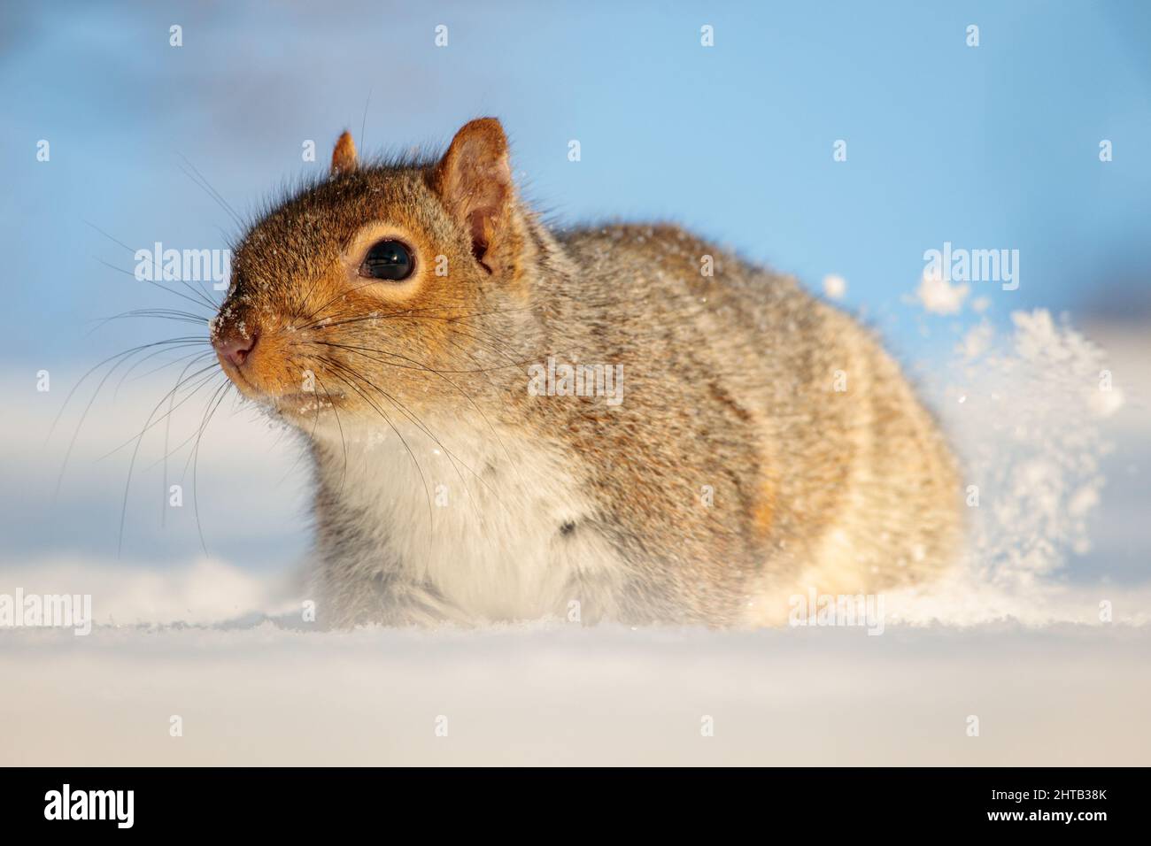 Cute squirrel running through fresh snow Stock Photo - Alamy
