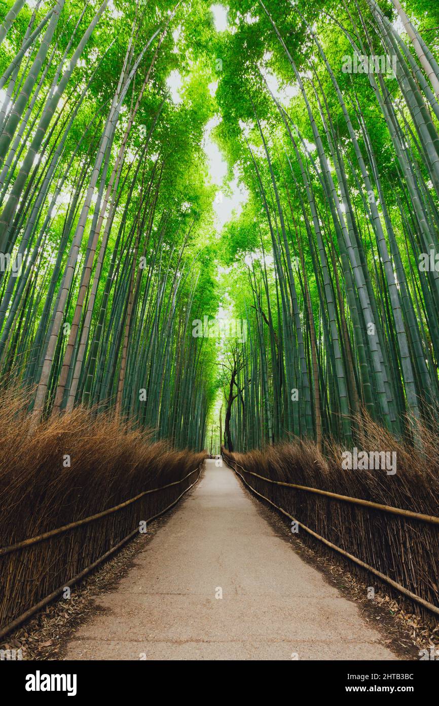 Beautiful view of an empty road with large trees Stock Photo - Alamy