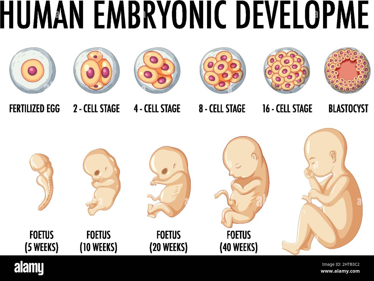 Human embryonic development in human infographic illustration Stock ...