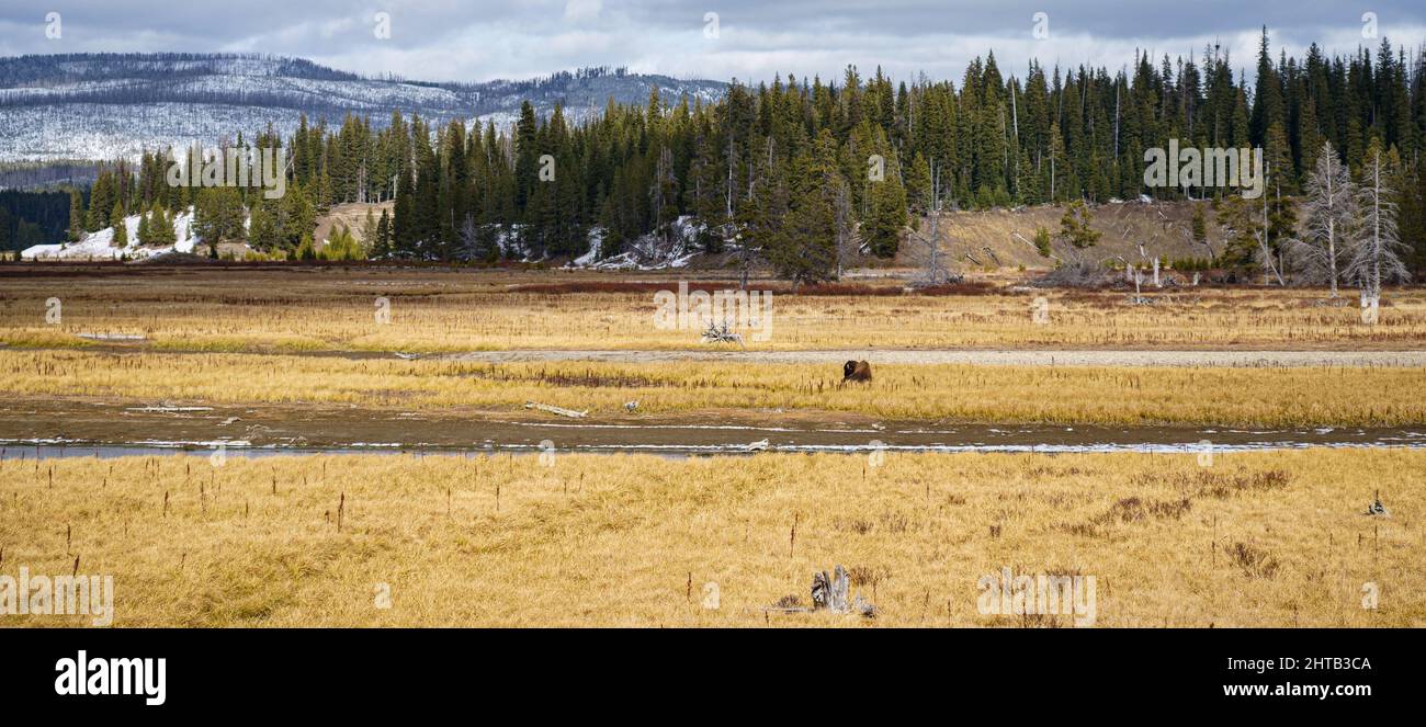Beautiful panoramic scene of large grassland with fur trees with a blue ...