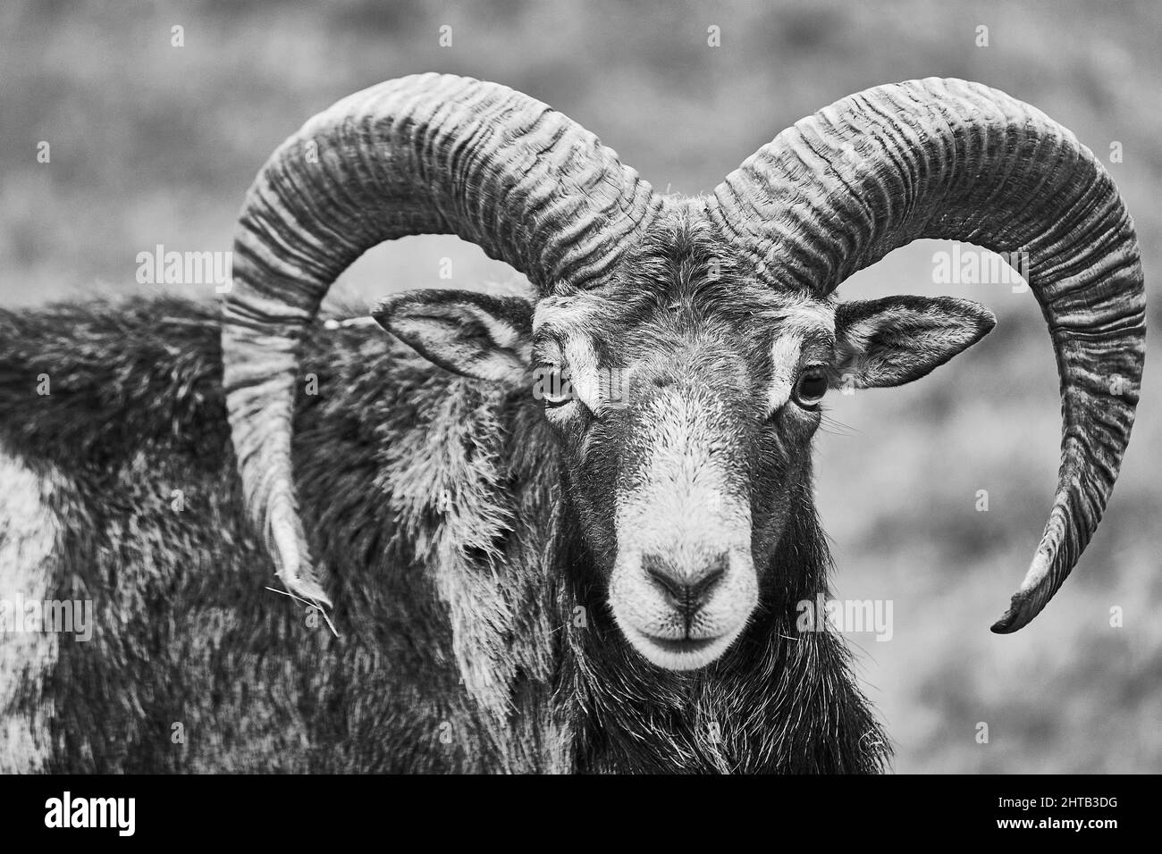 Asiatic mouflon hi-res stock photography and images - Alamy