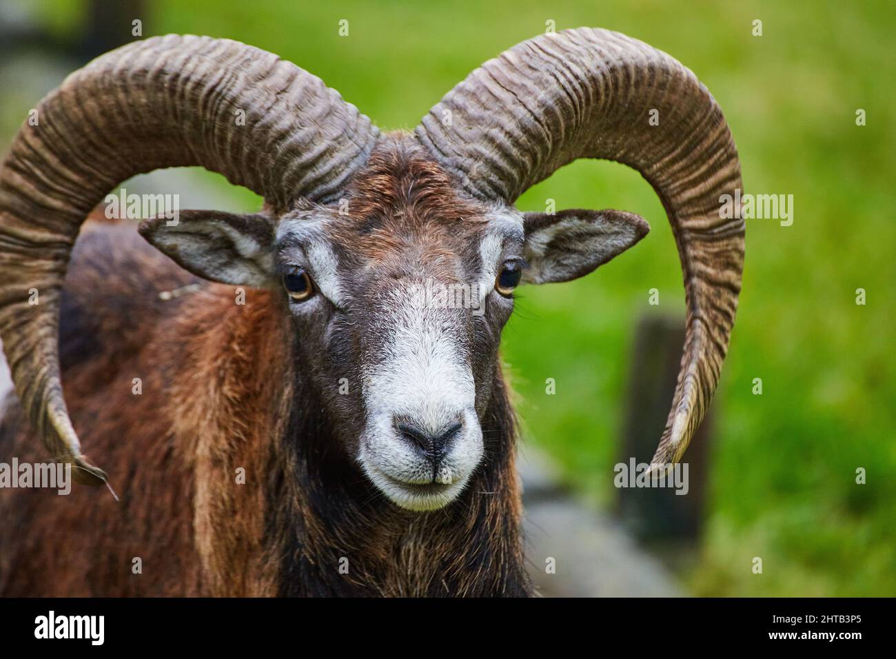 Asiatic mouflon hi-res stock photography and images - Alamy