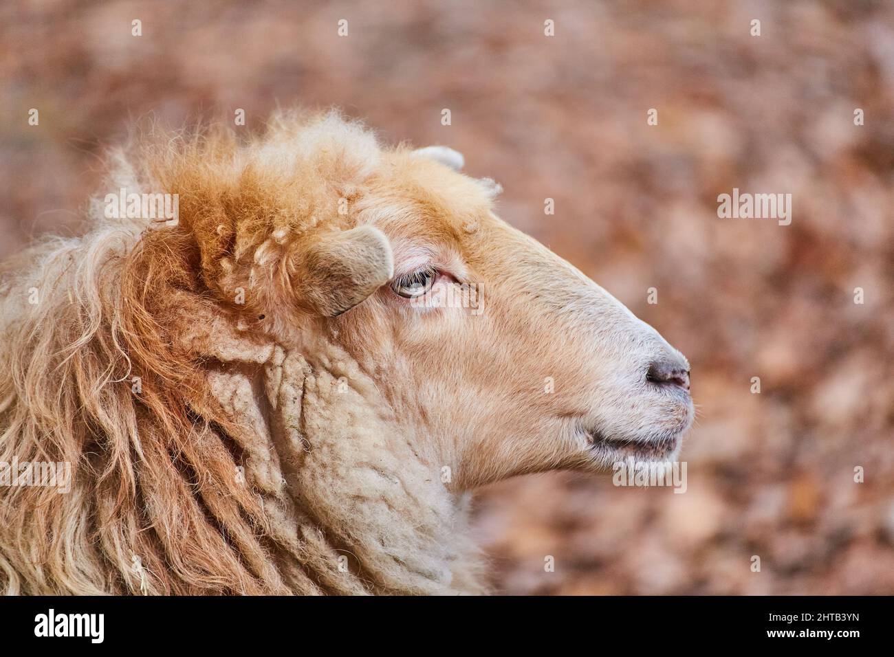 Tunis sheep hi-res stock photography and images - Alamy