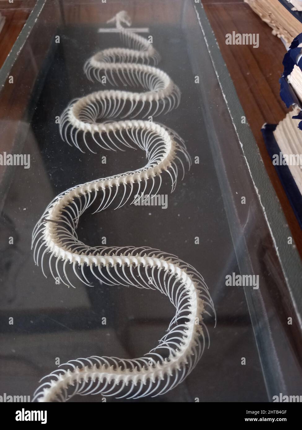 Snake skeleton, real skeleton. biological drug. High quality photo ...