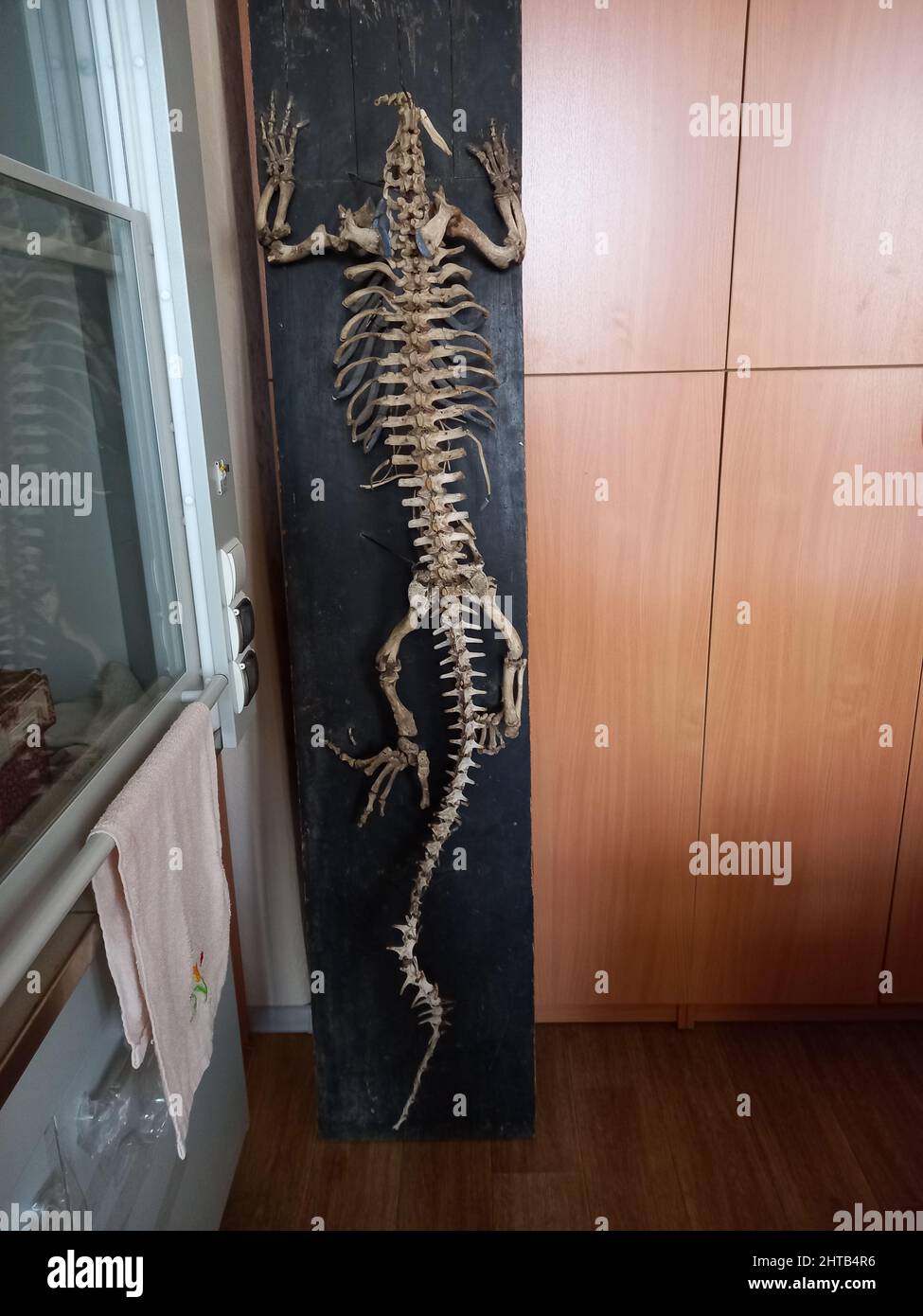 Crocodile skeleton, real skeleton. biological drug. High quality photo ...