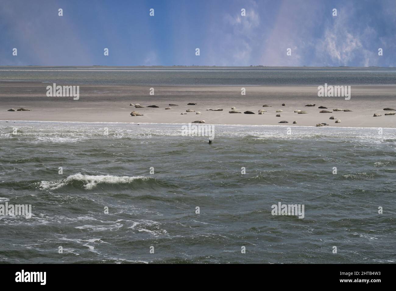 Lot of seals on a beach Stock Photo - Alamy