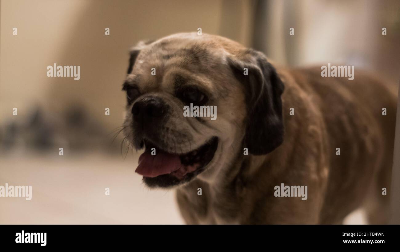 Happy pug dog smiling Stock Photo - Alamy