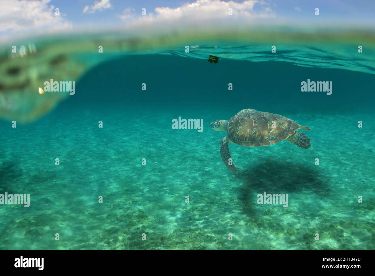 Sea turtle swimming under the sea during summertime Stock Photo - Alamy