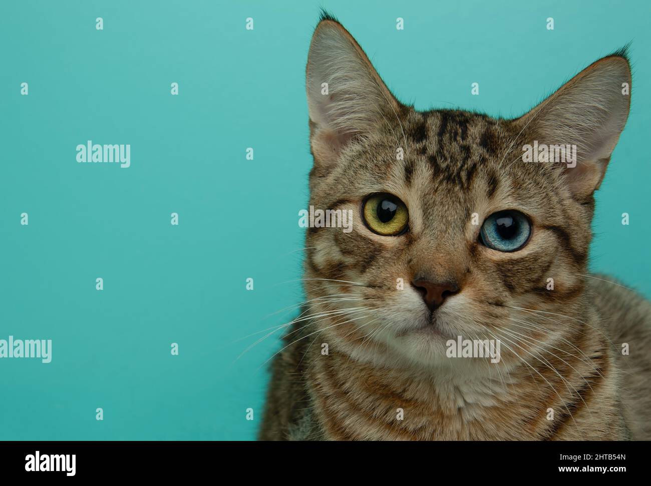 cute green and blue eyed tabby cat close up portrait Stock Photo - Alamy