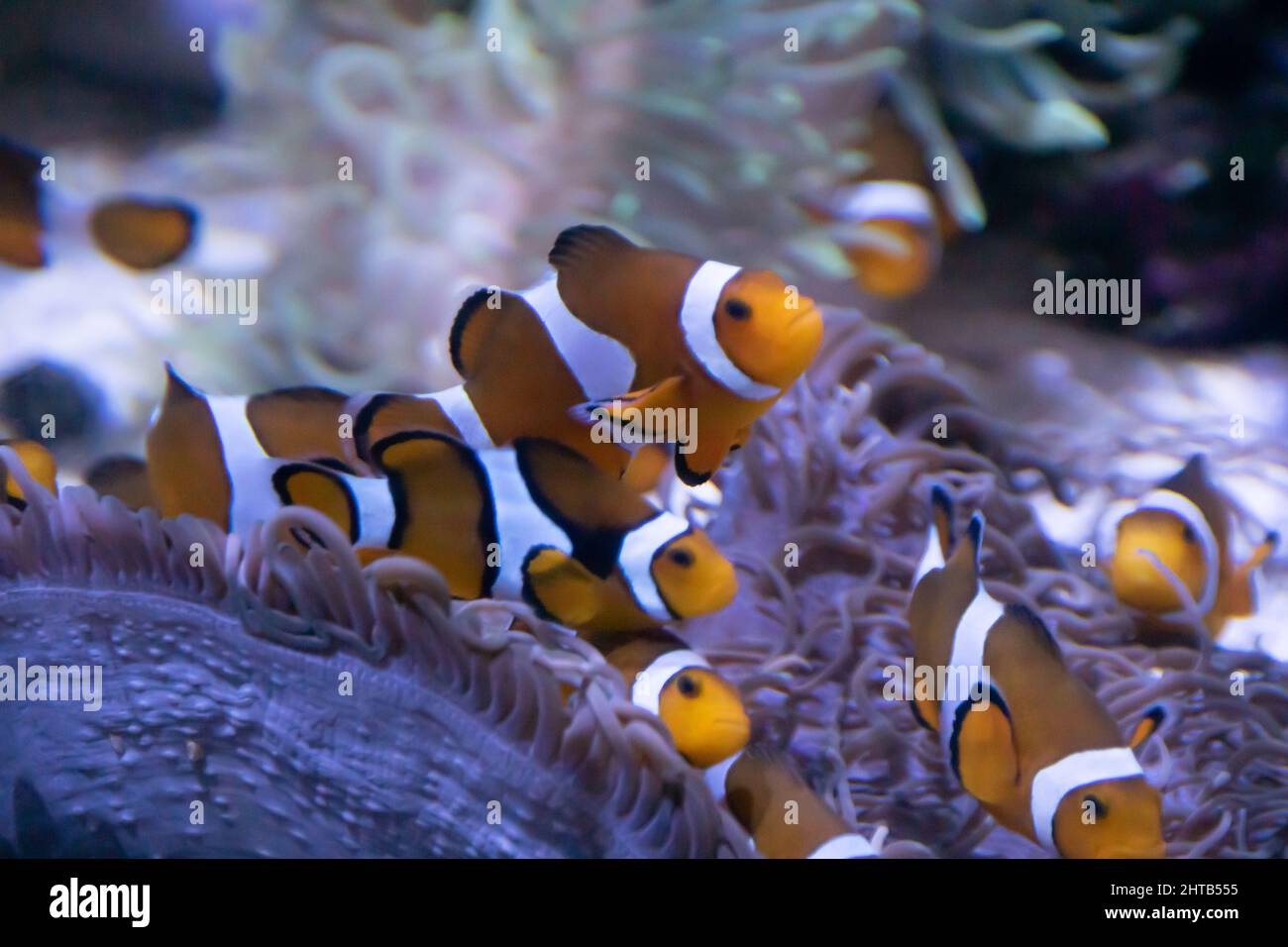 School of Nemo fish in the sea Stock Photo - Alamy