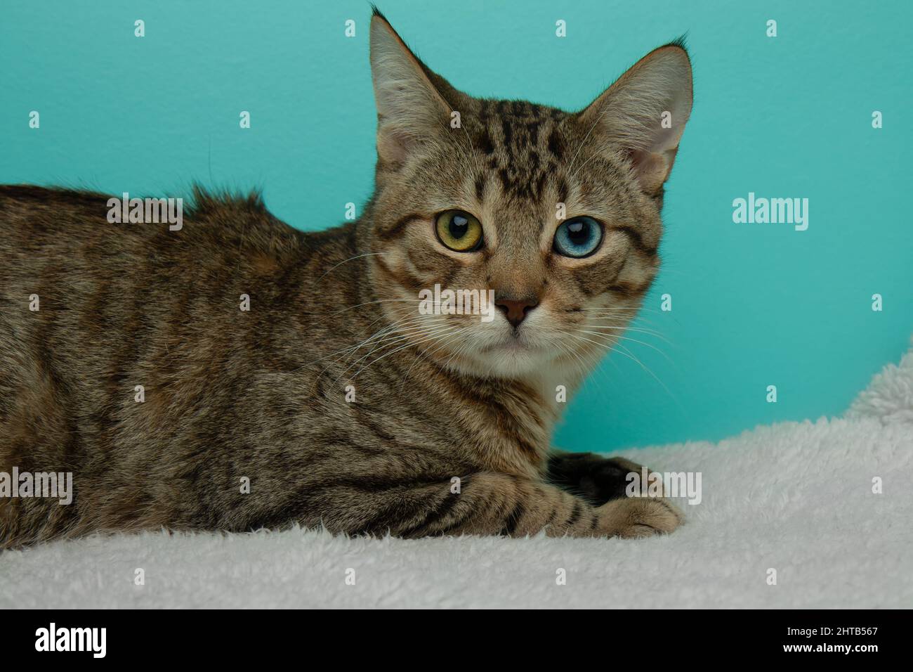 cute green and blue eyed tabby cat lying down close up Stock Photo - Alamy