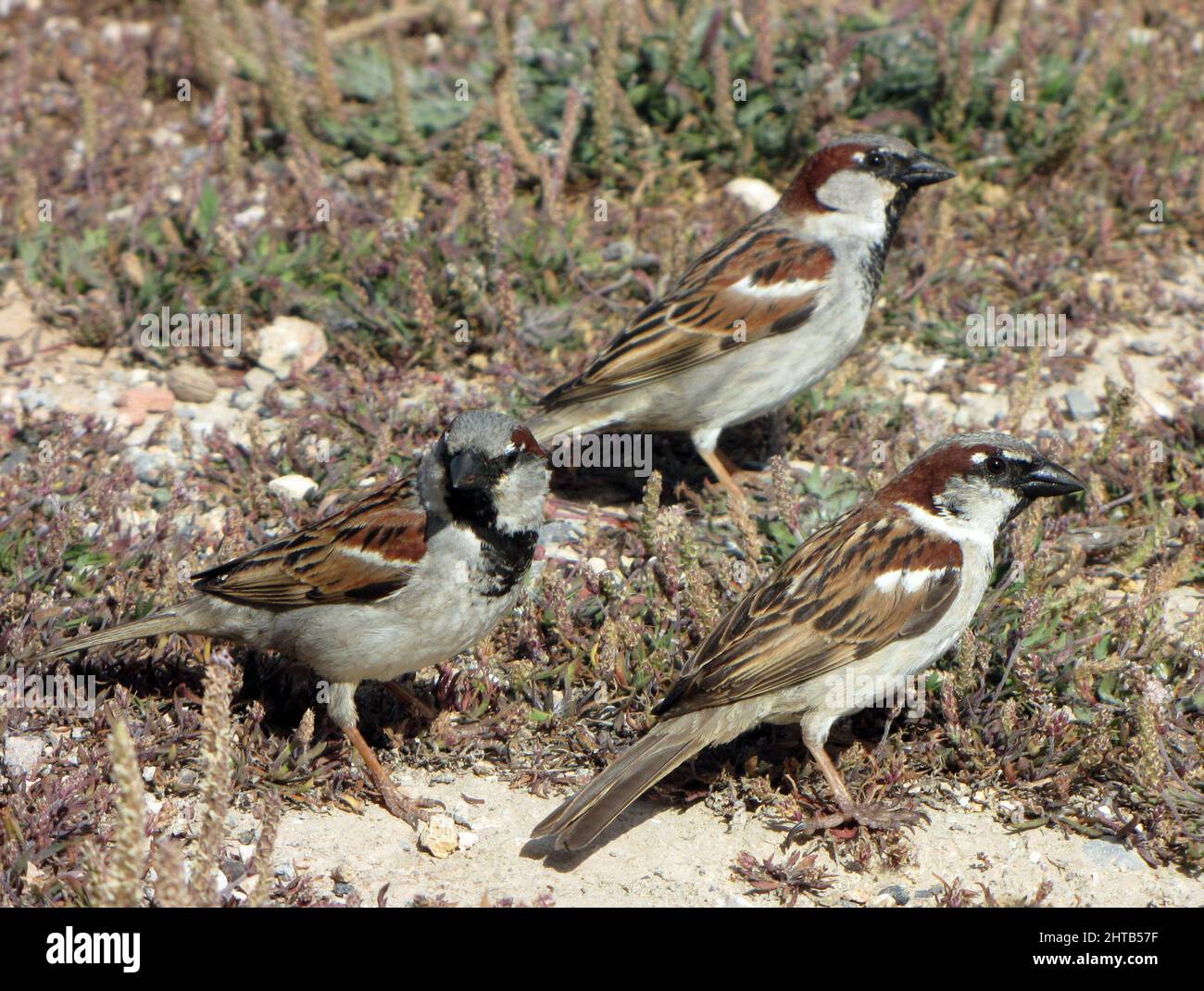 Italian sparrows on the ground Stock Photo - Alamy