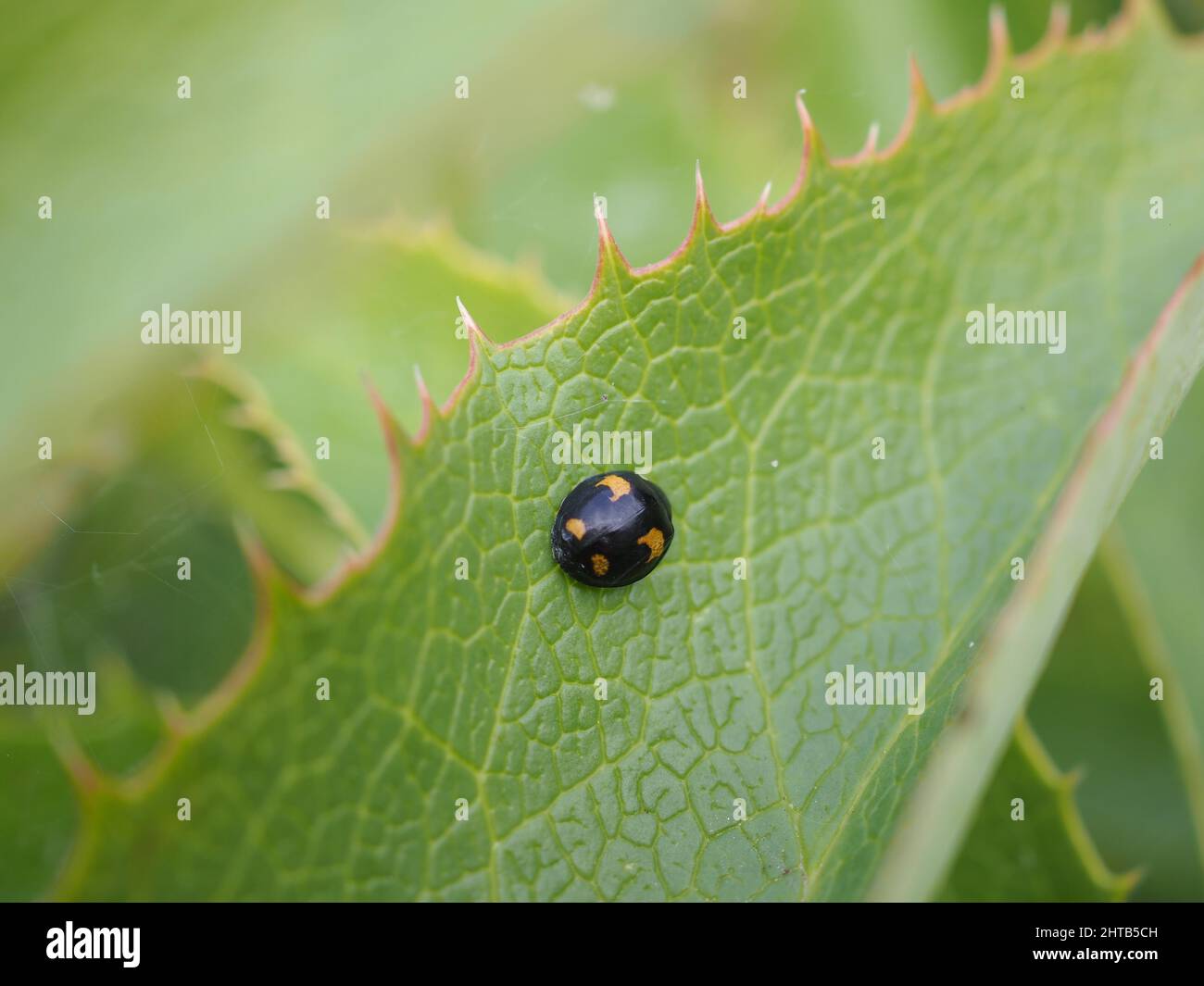 Closeup shot of an black and yellow ladybird on a leaf Stock Photo - Alamy