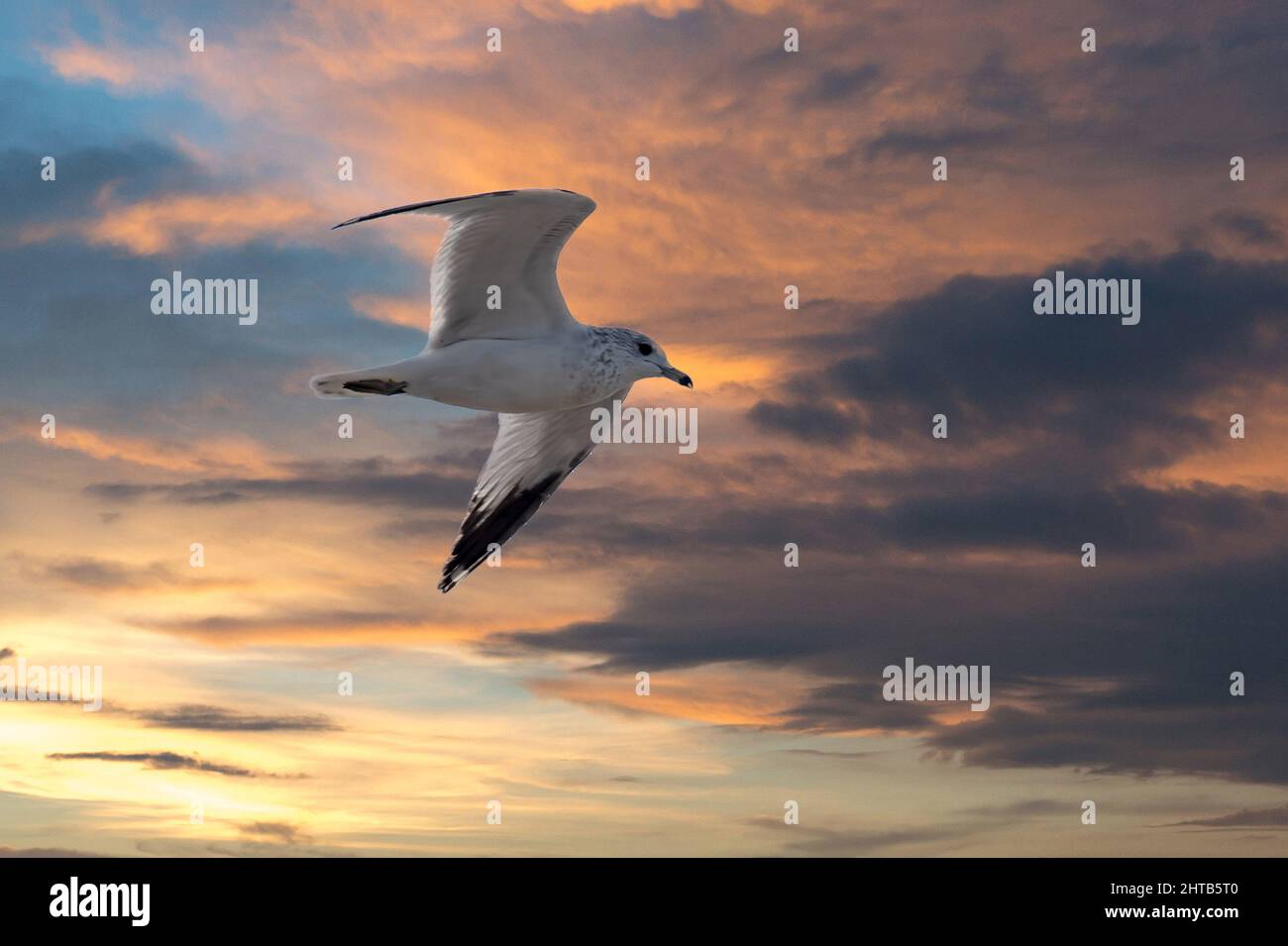 White seagull flying with fully opened wings and the clouds on the back ...
