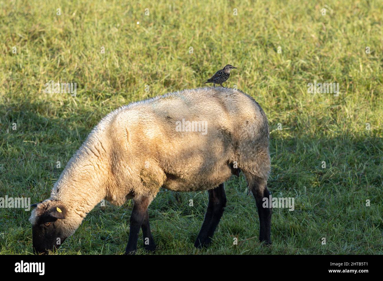 Closeup shot of a bird sitting on the back of a sheep Stock Photo - Alamy