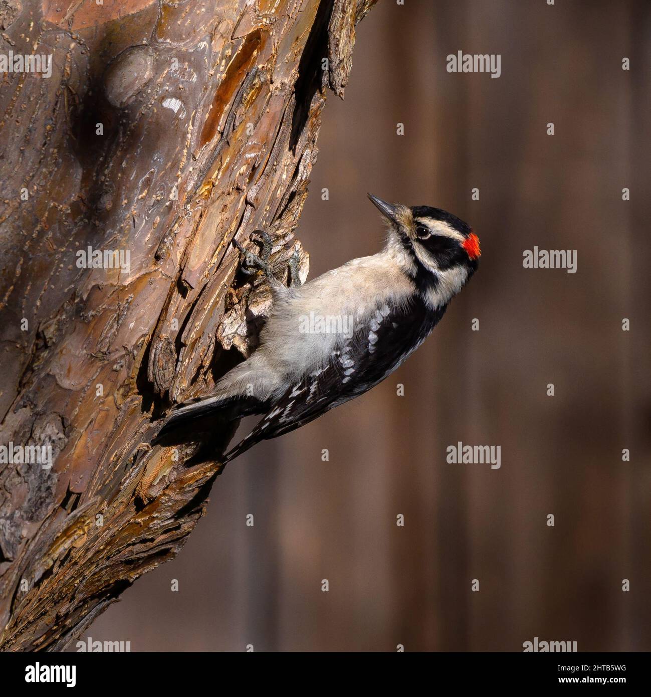 A Woodpecker stands back and pauses for a moment as he climbs his way ...