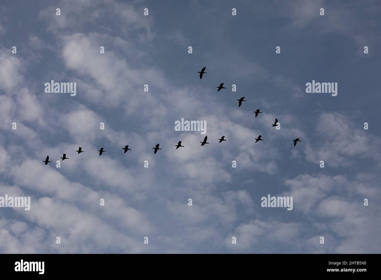 A flock of migrating greylag geese flying in formation. In silhouette ...
