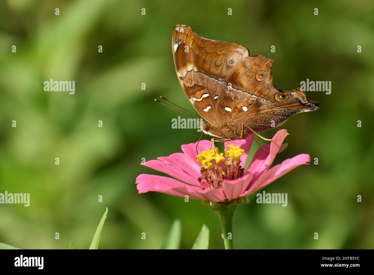 Close up photo of autumn leaf butterfly hi-res stock photography and ...