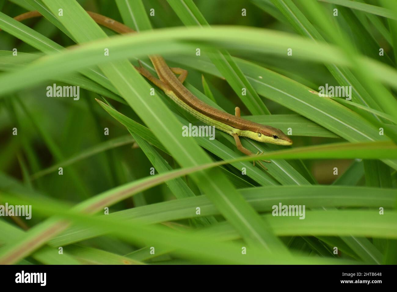 Asian grass lizard in java hi-res stock photography and images - Alamy