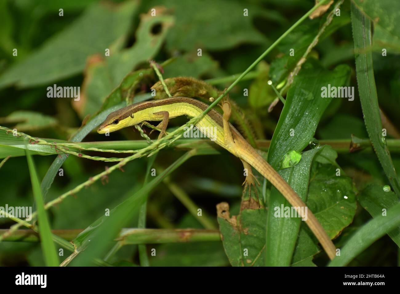Asian grass lizard in java hi-res stock photography and images - Alamy