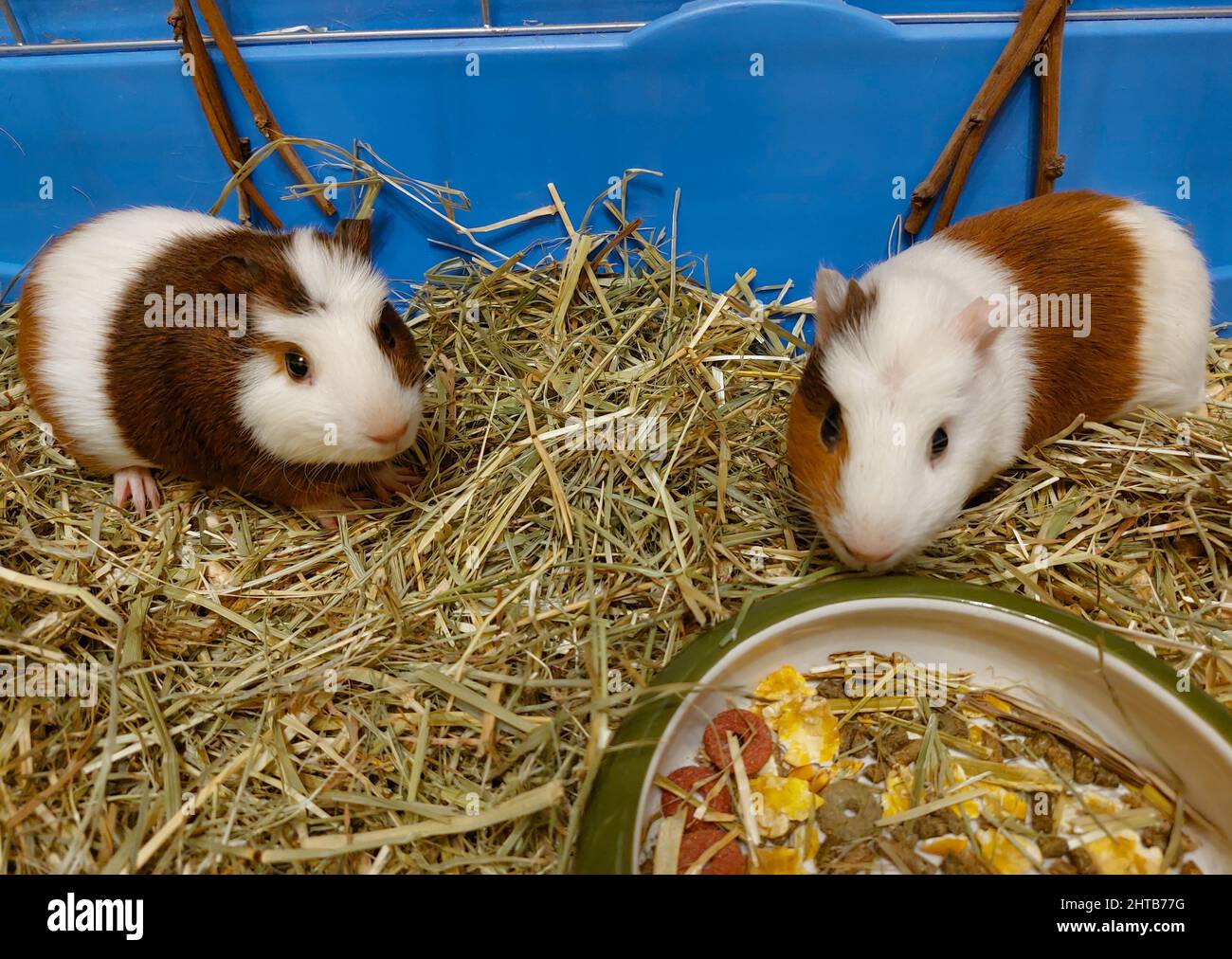 Guinea pigs on farm hi-res stock photography and images - Alamy