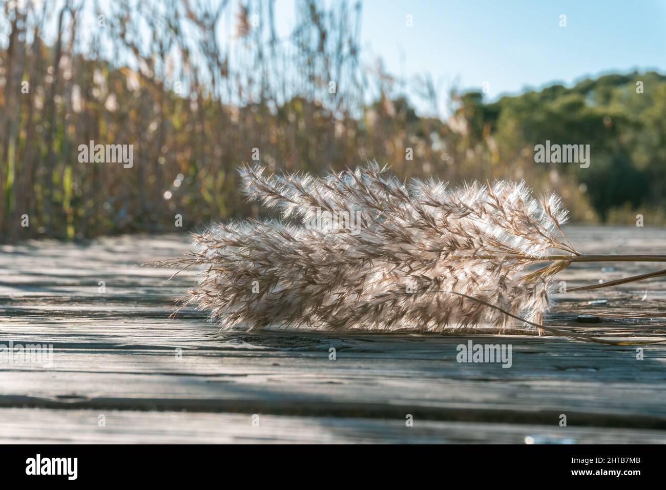Wooden surface with fluffy reeds in the sun Stock Photo - Alamy