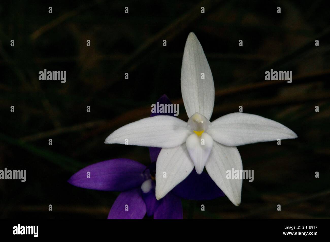 Wax Lips Orchids (Glossodia Major) are common, but a pure white flower ...