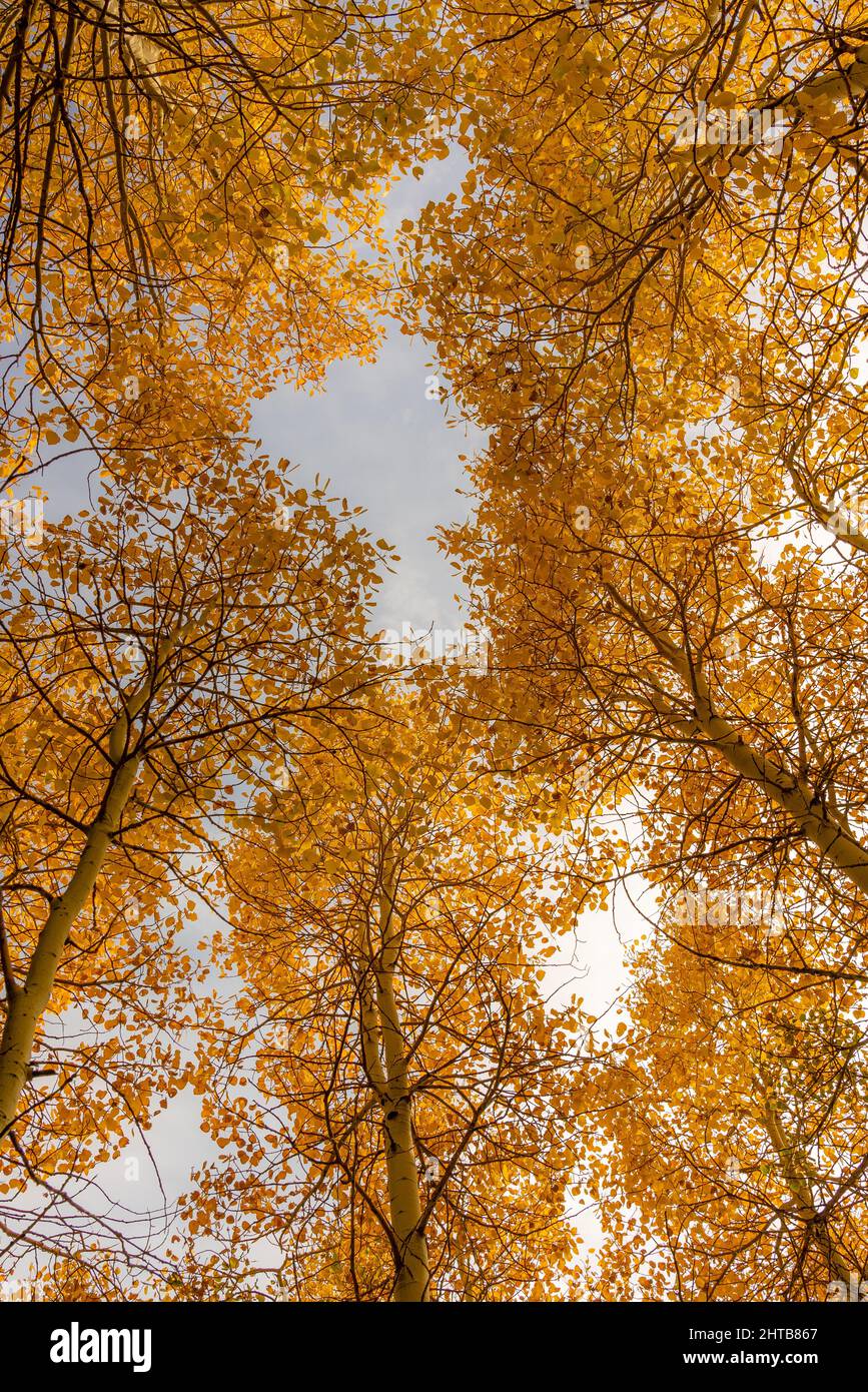 Yellow-leaved trees in a forest in autumn Stock Photo - Alamy