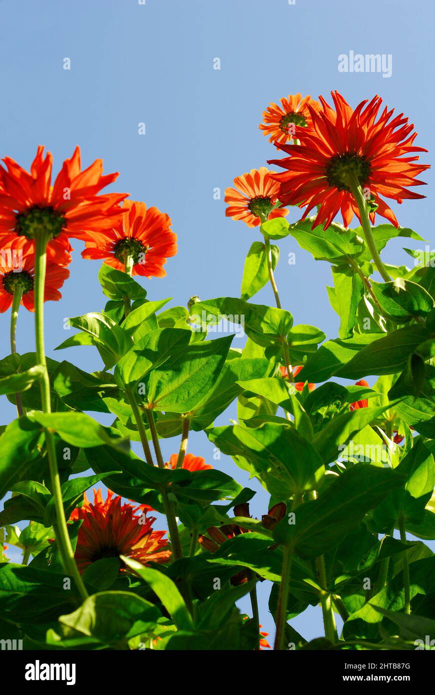 Floral landscape from bottom hi-res stock photography and images - Alamy