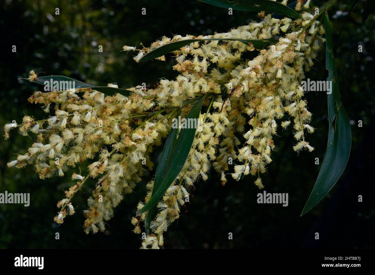 Sallow Wattle (Acacia Mucronata), also called Narrow Leaf Wattle, is a ...
