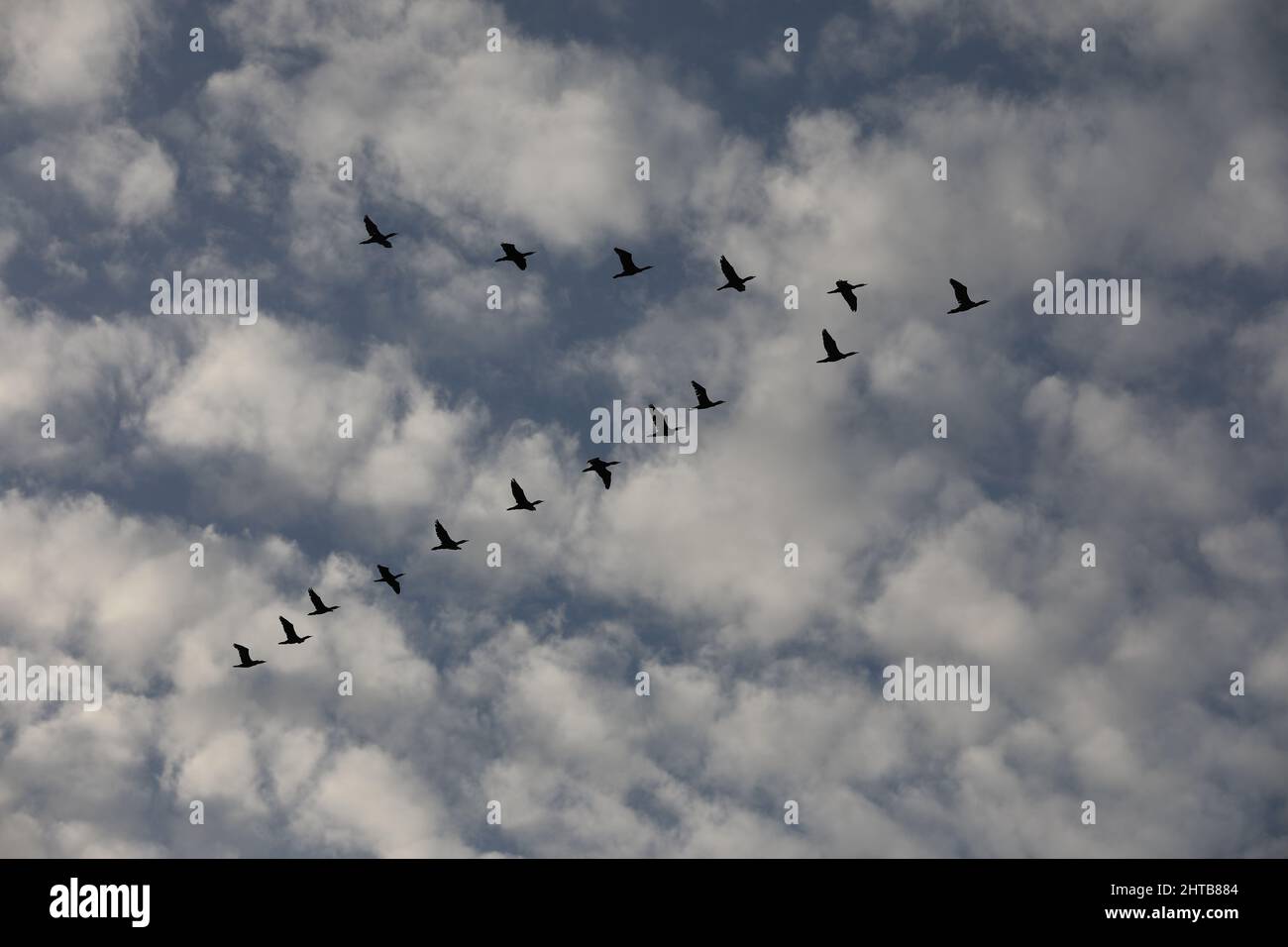 A flock of migrating greylag geese flying in formation. In silhouette ...