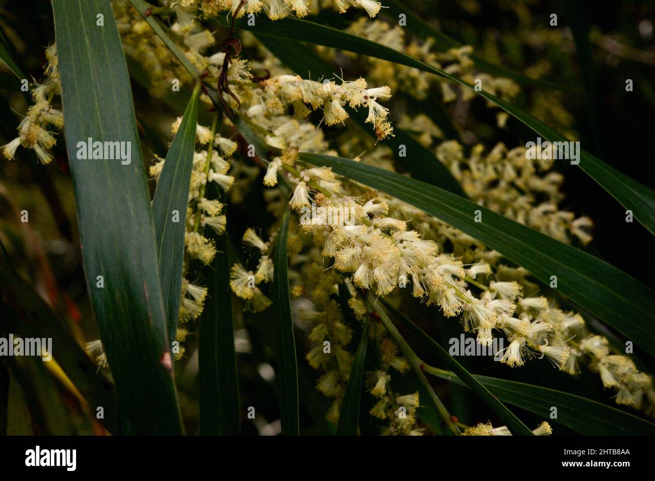 Sallow wattle flowers hi-res stock photography and images - Alamy