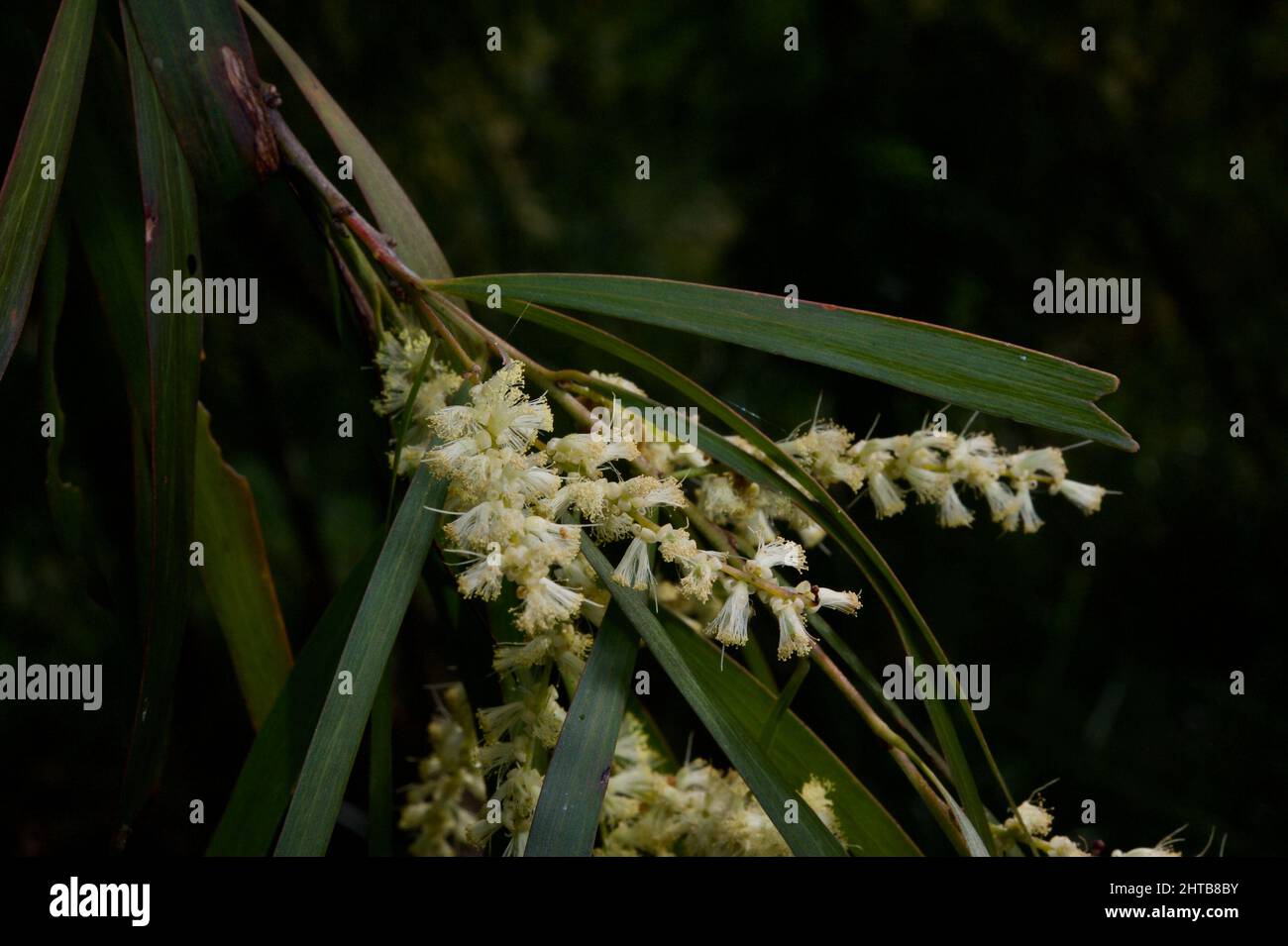 Sallow Wattle (Acacia Mucronata), also called Narrow Leaf Wattle, is a ...