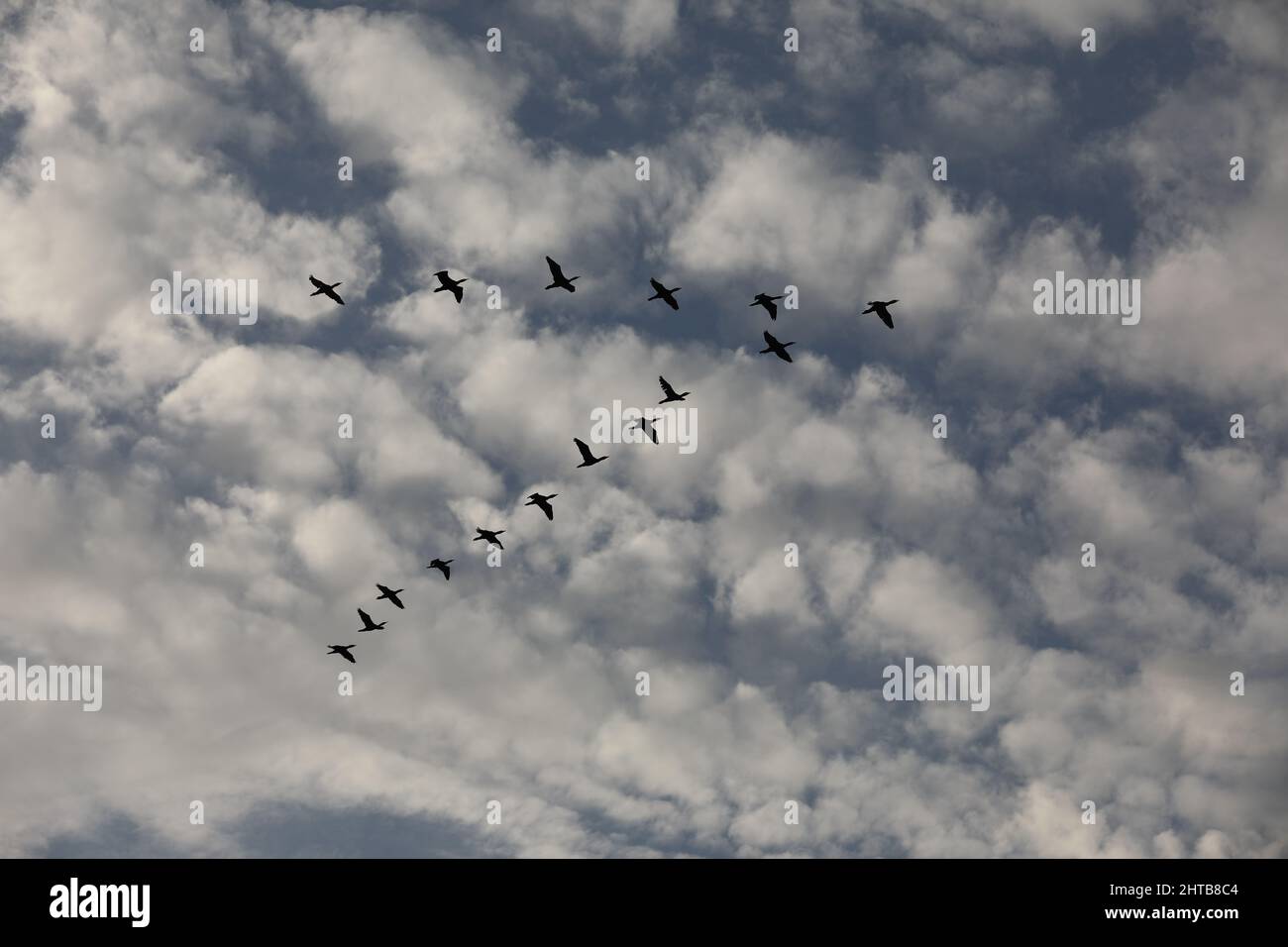 A flock of migrating greylag geese flying in formation. In silhouette ...