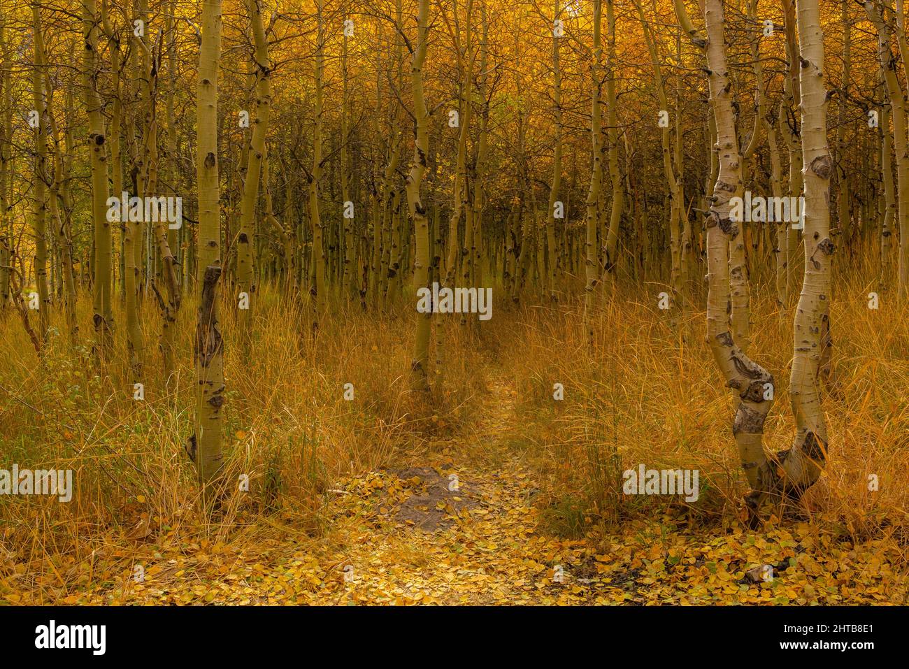 Yellow-leaved trees in a forest in autumn Stock Photo - Alamy