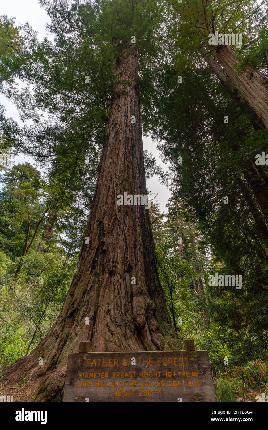 Low angle view of a big basin, the oldest and largest redwood tree in ...