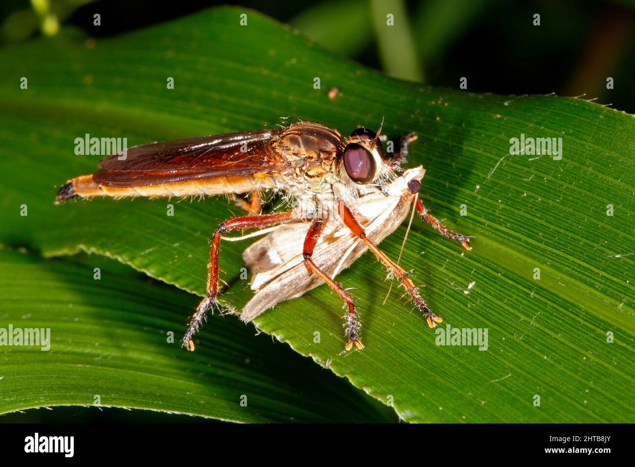 Robber Fly, Family Asilidae, Species unknown as most Robber Flies in ...