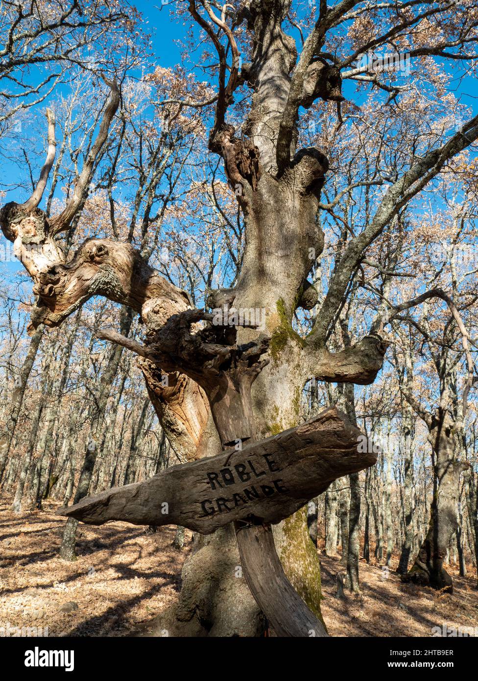 Beautiful view of leafless trees in the forest Stock Photo - Alamy