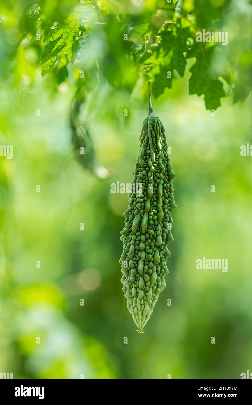 Green bitter melon, Bitter gourd or Bitter squash hanging from a tree ...