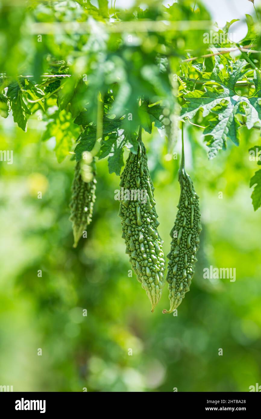 Green bitter melon, Bitter gourd or Bitter squash hanging from a tree ...