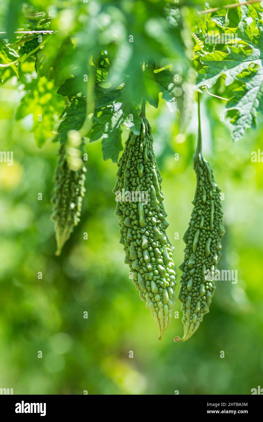 Green bitter melon, Bitter gourd or Bitter squash hanging from a tree ...