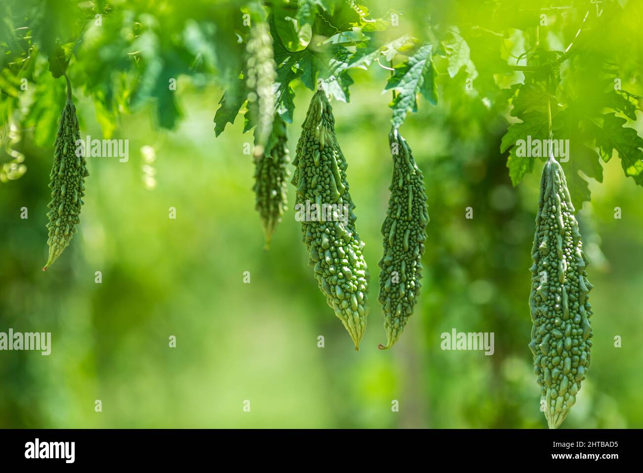 Green bitter melon, Bitter gourd or Bitter squash hanging from a tree ...