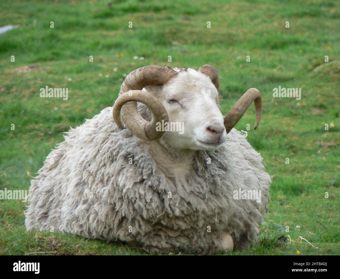 Closeup of a Whitefaced Woodland sheep laying on the ground on lush ...