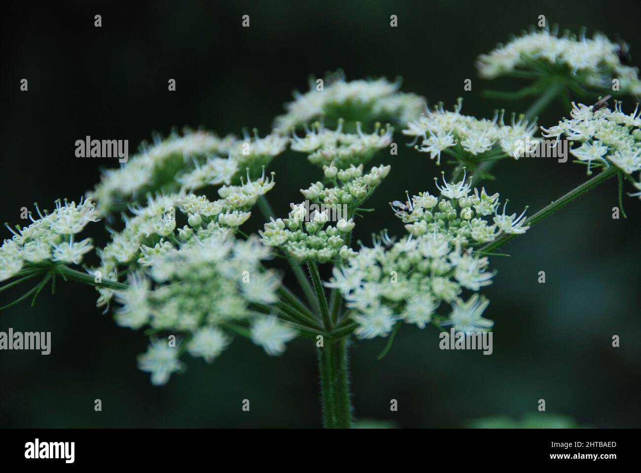 Giant hogweed in the forest hi-res stock photography and images - Alamy