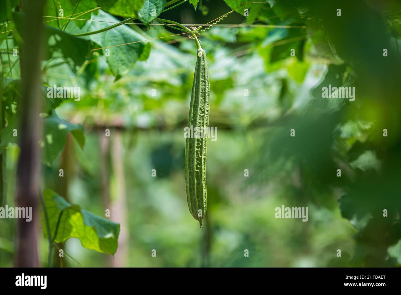 Green Luffa acutangula (Chinese okra), Sponge gourd, or silk squash ...