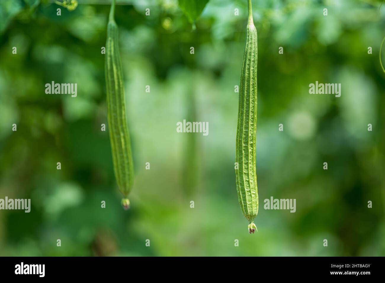 Green Luffa acutangula (Chinese okra), Sponge gourd, or silk squash ...