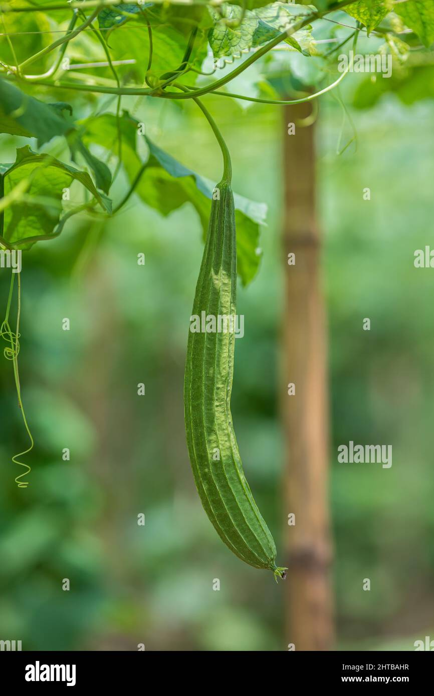 Green Luffa acutangula (Chinese okra), Sponge gourd, or silk squash ...