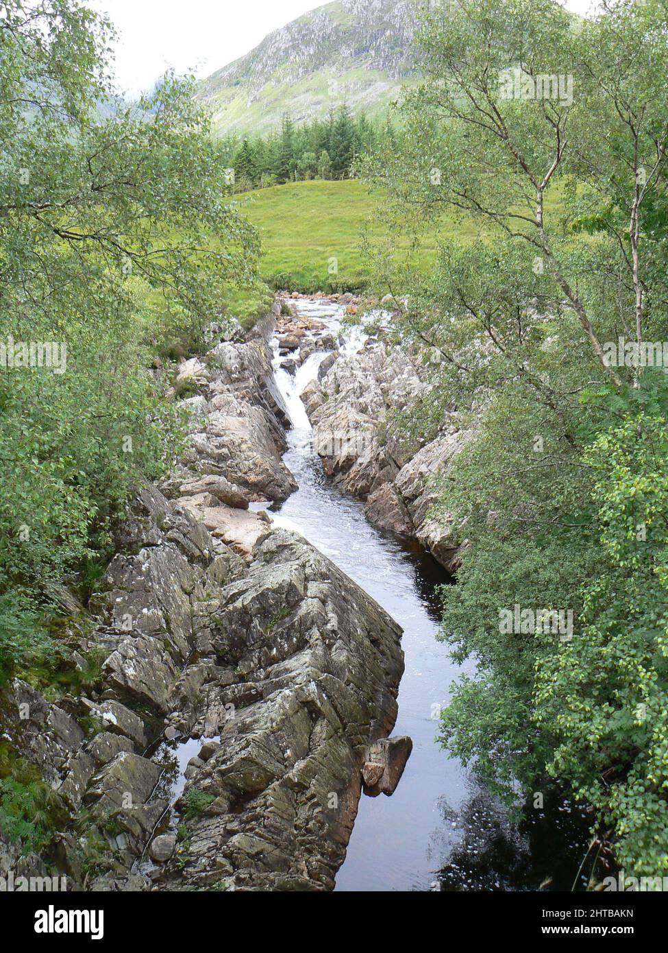 Vertical shot of lush greenery growing around a river stream in the ...